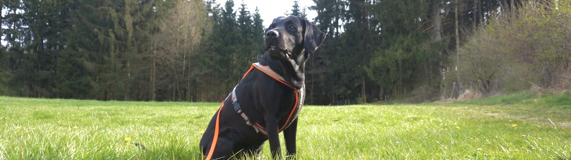 Mantrailing Übungen für Zuhause - Mantrailing München, Blog